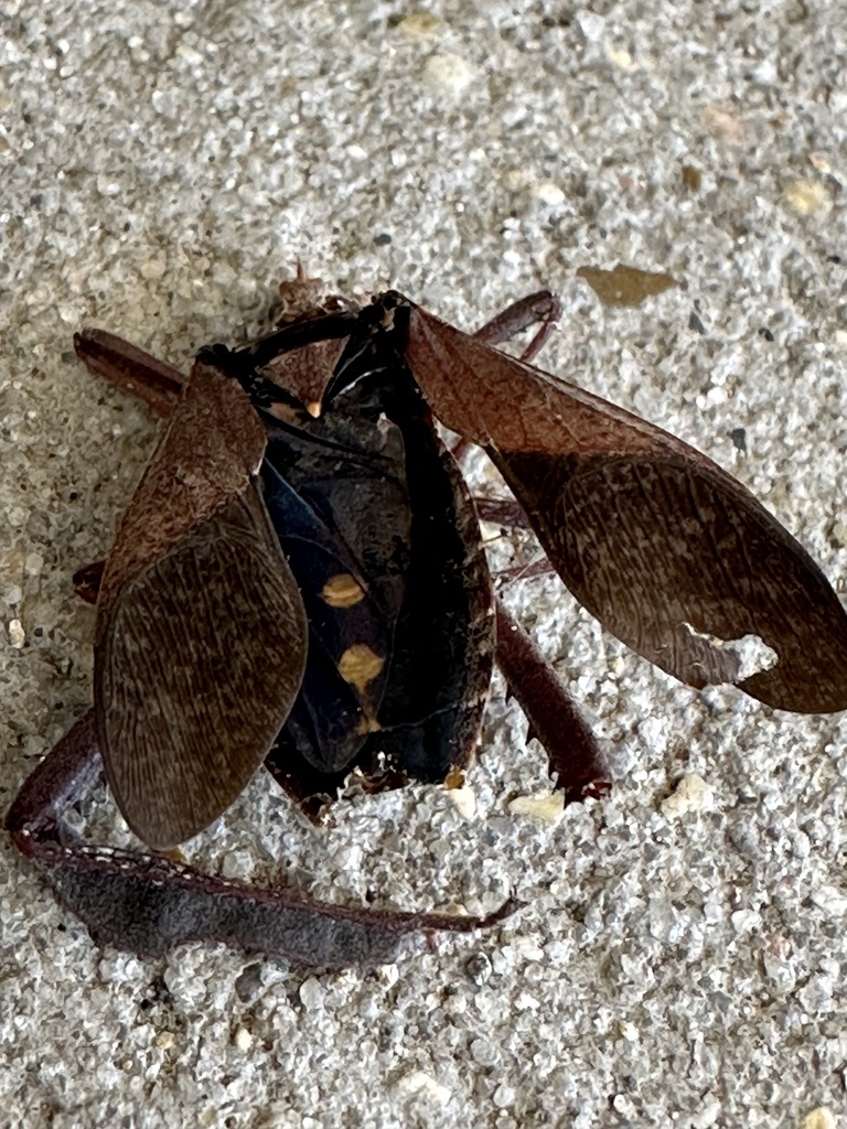 Giant leaf-footed bug from Louisiana State University, Baton Rouge, LA ...