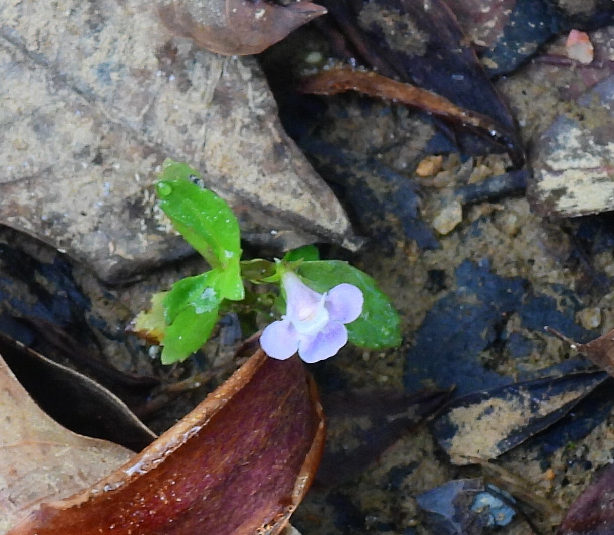 Bonnaya antipoda (L.) Druce