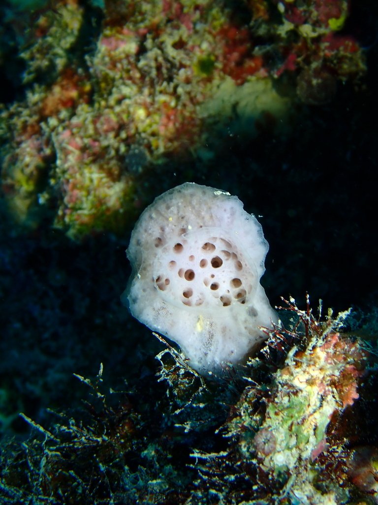 Luffariella geometrica from Mana Island, Fiji on February 21, 2023 at ...