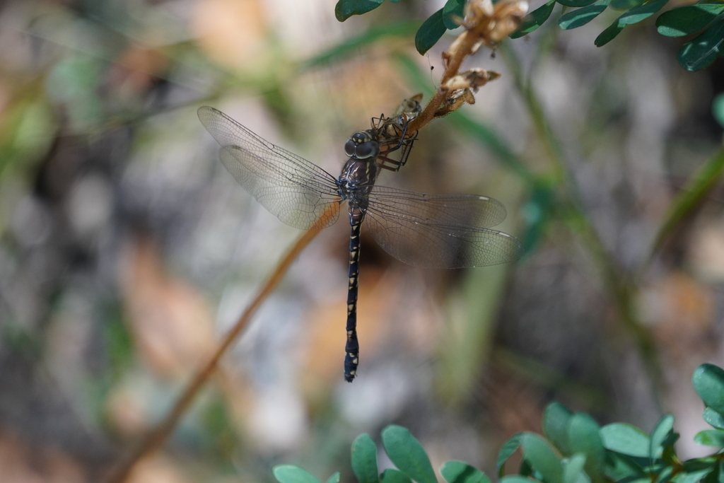 Swamp Darner from Horsnell Gully SA 5141, Australia on March 03, 2023 ...