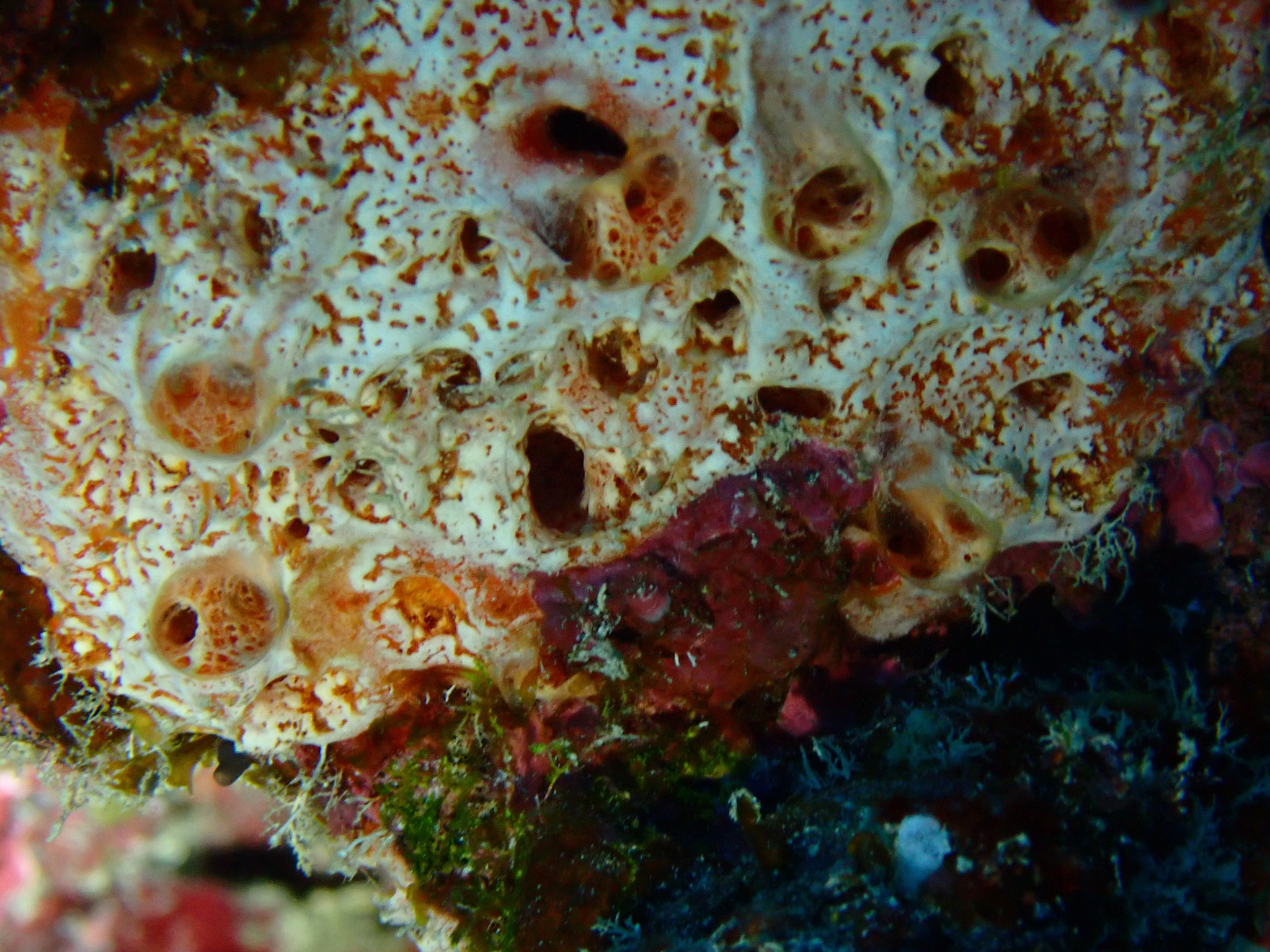 Chalinidae