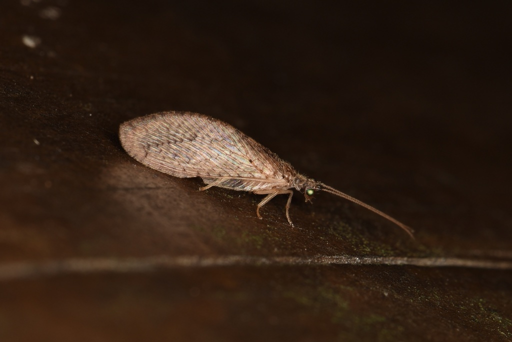 Micromus in March 2023 by 桃子 · iNaturalist