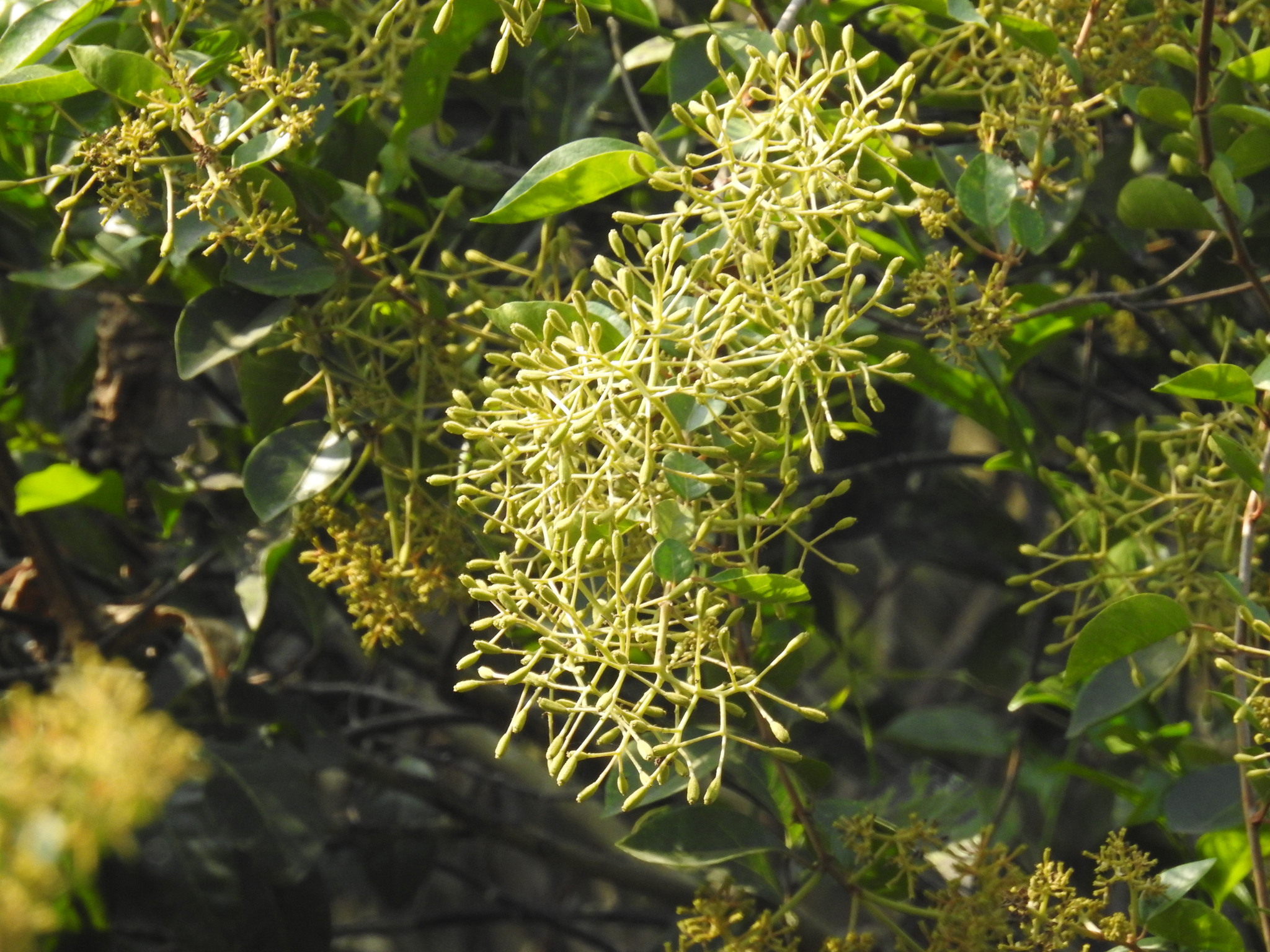 Pisonia aculeata L.