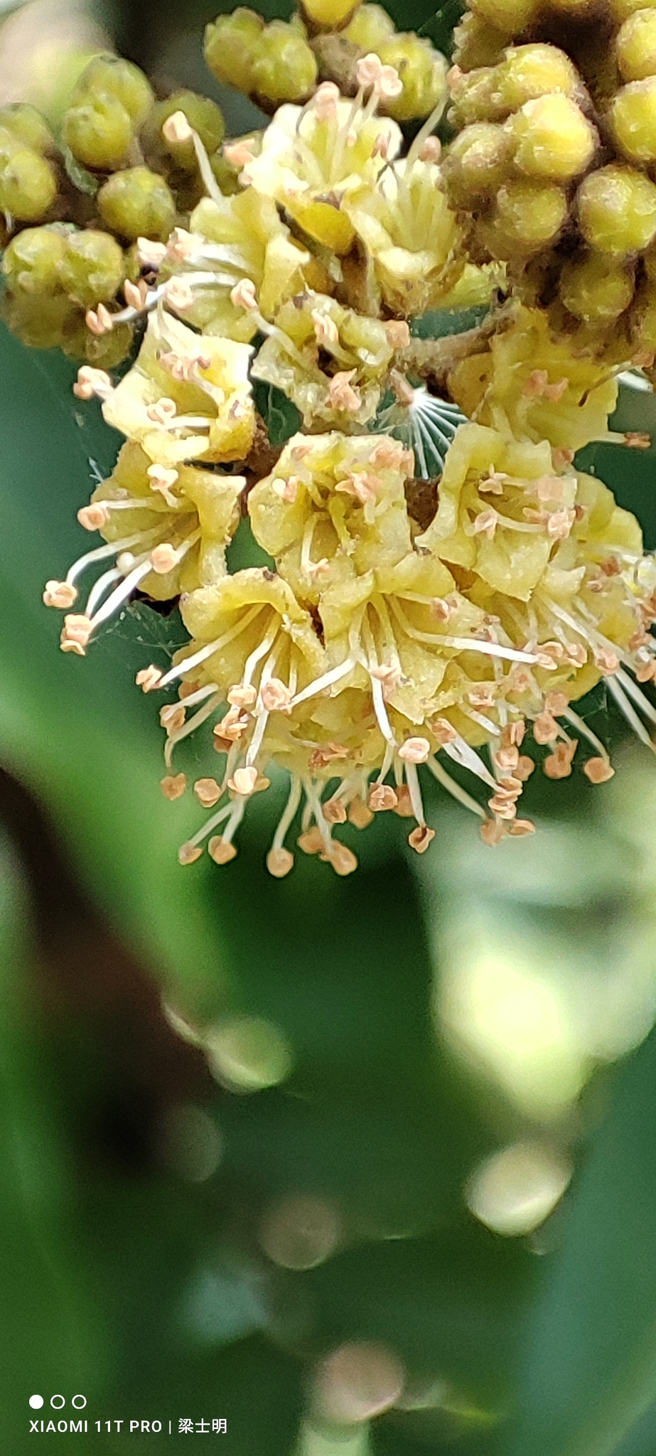 Pisonia aculeata L.