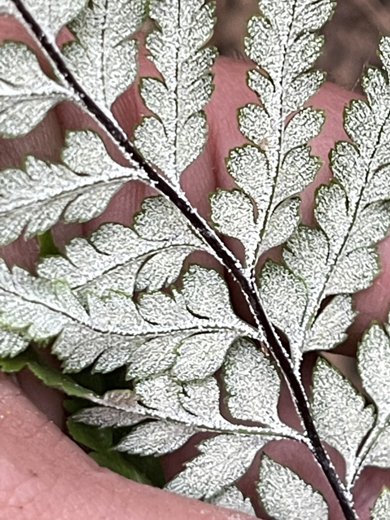 silver fern in March 2023 by Glenn Ehrenberg · iNaturalist