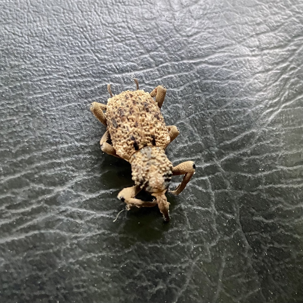 Sipalinus squalidus from Odzala-Kokoua National Park, Sangha, CG on March 03, 2023 at 06:33 AM ...