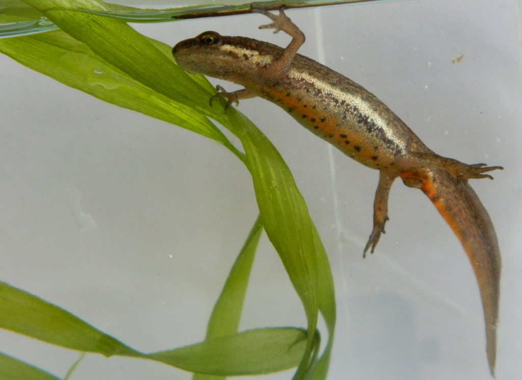 Smooth Newt from Олешківський район, Херсонська область, Україна on ...