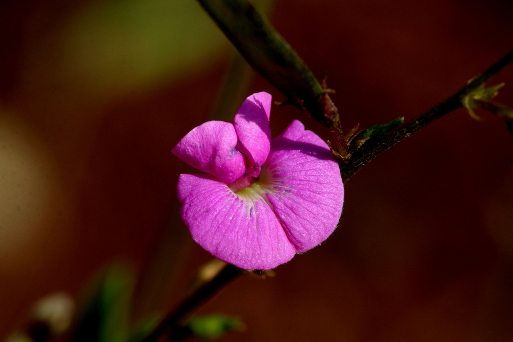 Cape Hoarypea from Rietvallei 377-Jr, Pretoria, 0181, South Africa on ...