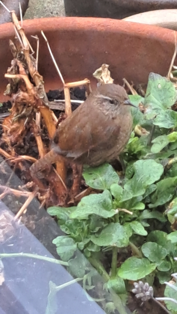 Eurasian Wren from Hull HU7, UK on March 03, 2023 at 08:37 AM by Robin ...