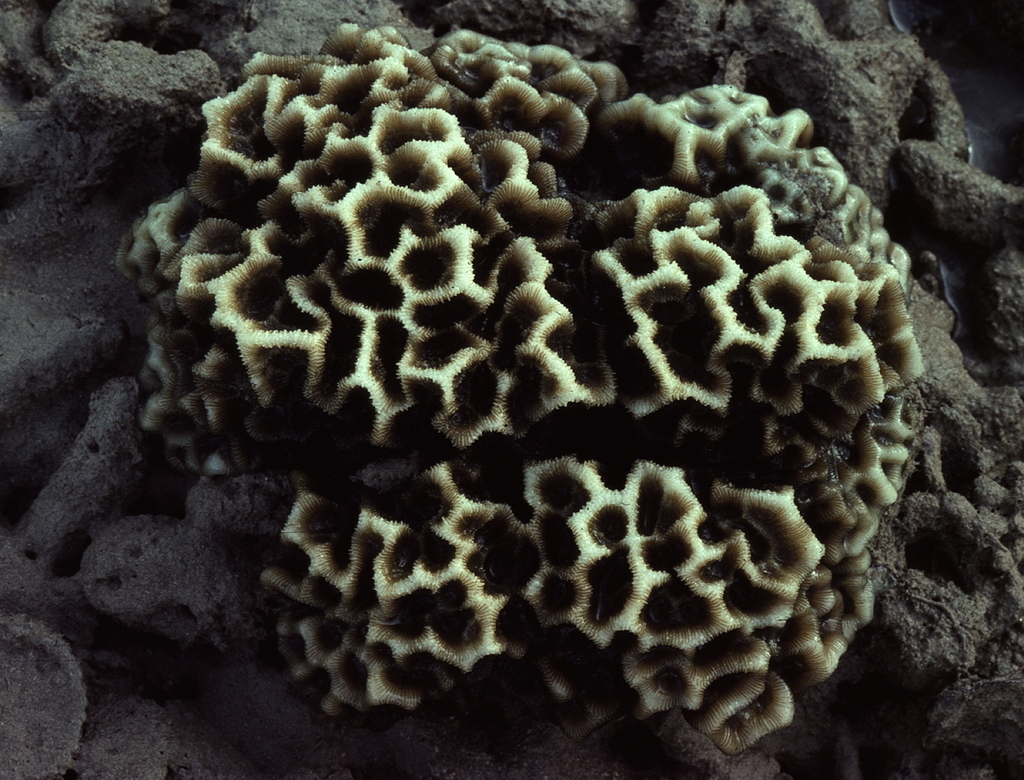 Favites abdita in January 2000 by Tomas Cedhagen. These corals were ...