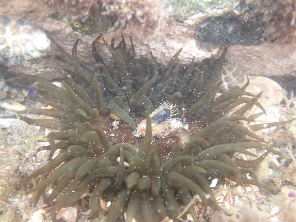 Green snakelock anemone from Caloundra - Kawana, AU-QL, AU on March 03 ...