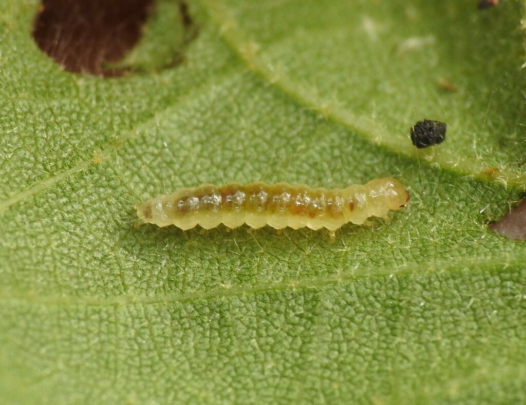 Butterflies and Moths from Talegalla Weir QLD 4650, Australia on March ...