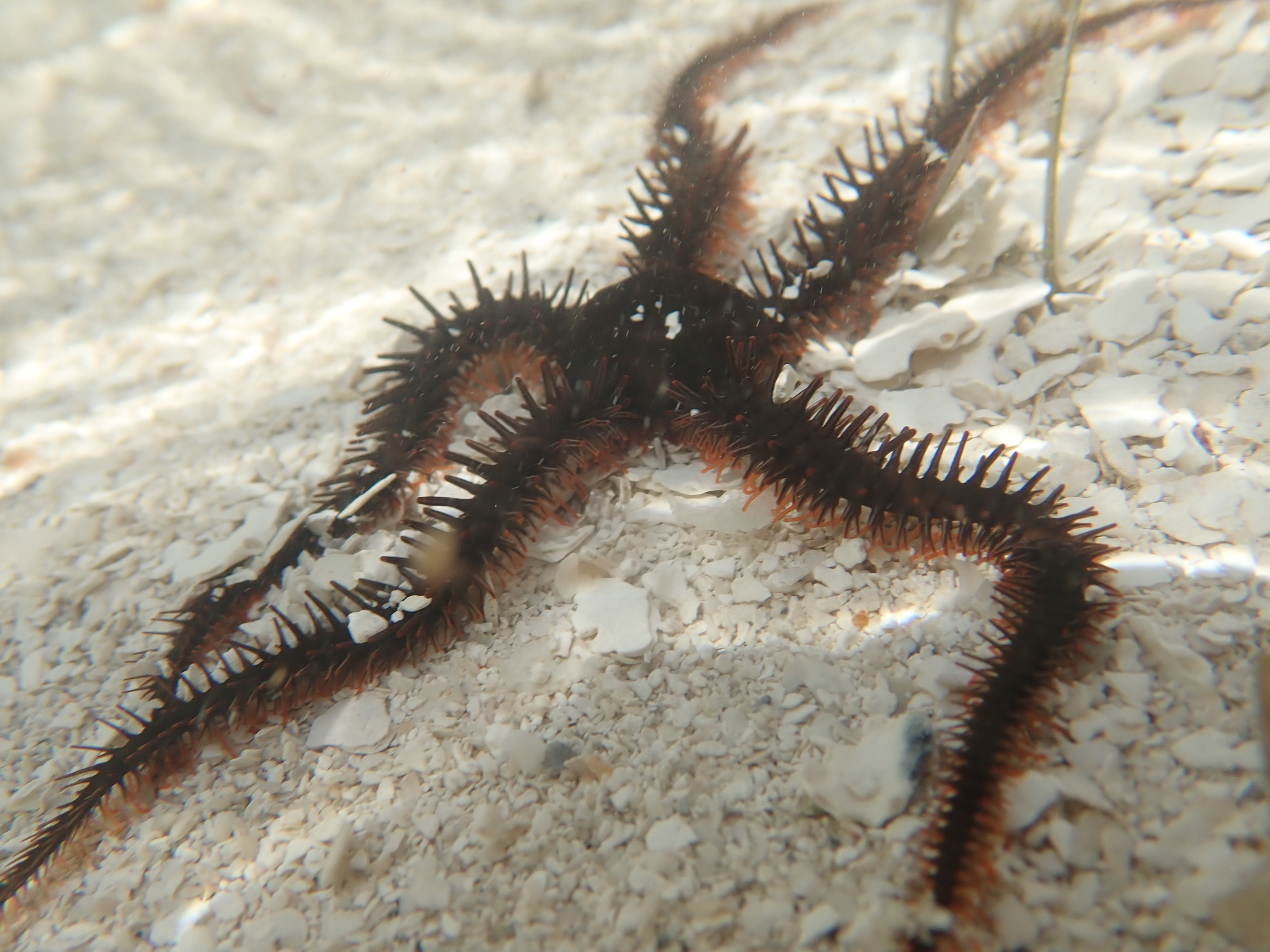 Ophiocoma erinaceus Müller & Troschel, 1842