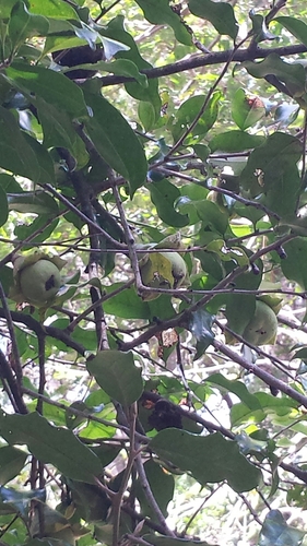 Diospyros comorensis · iNaturalist Mexico