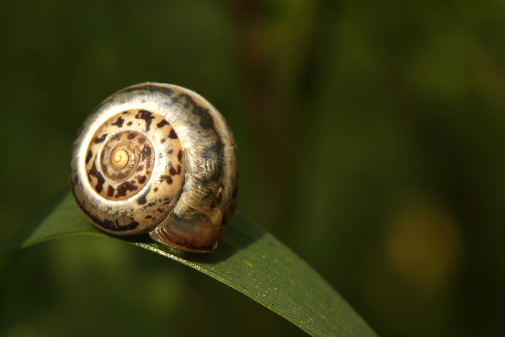 Monacha syriaca from יהודה בורלא 1, ירושלים, ישראל on February 9, 2021 ...