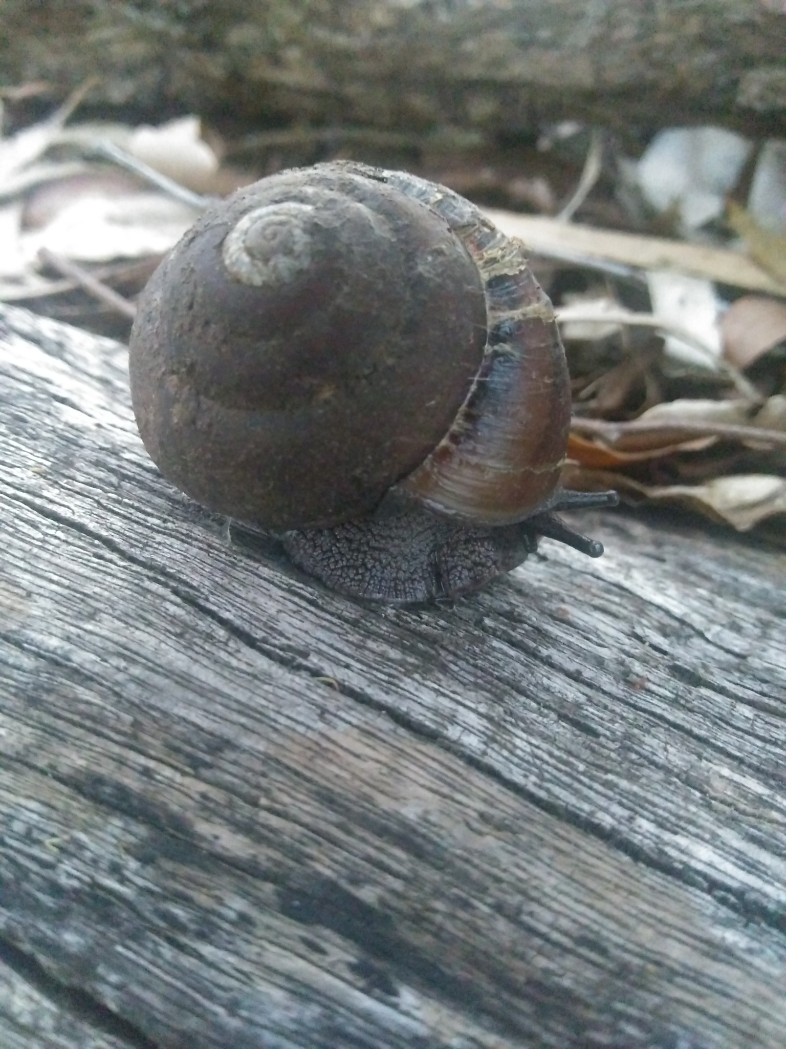 Sphaerospira Mörch, 1867