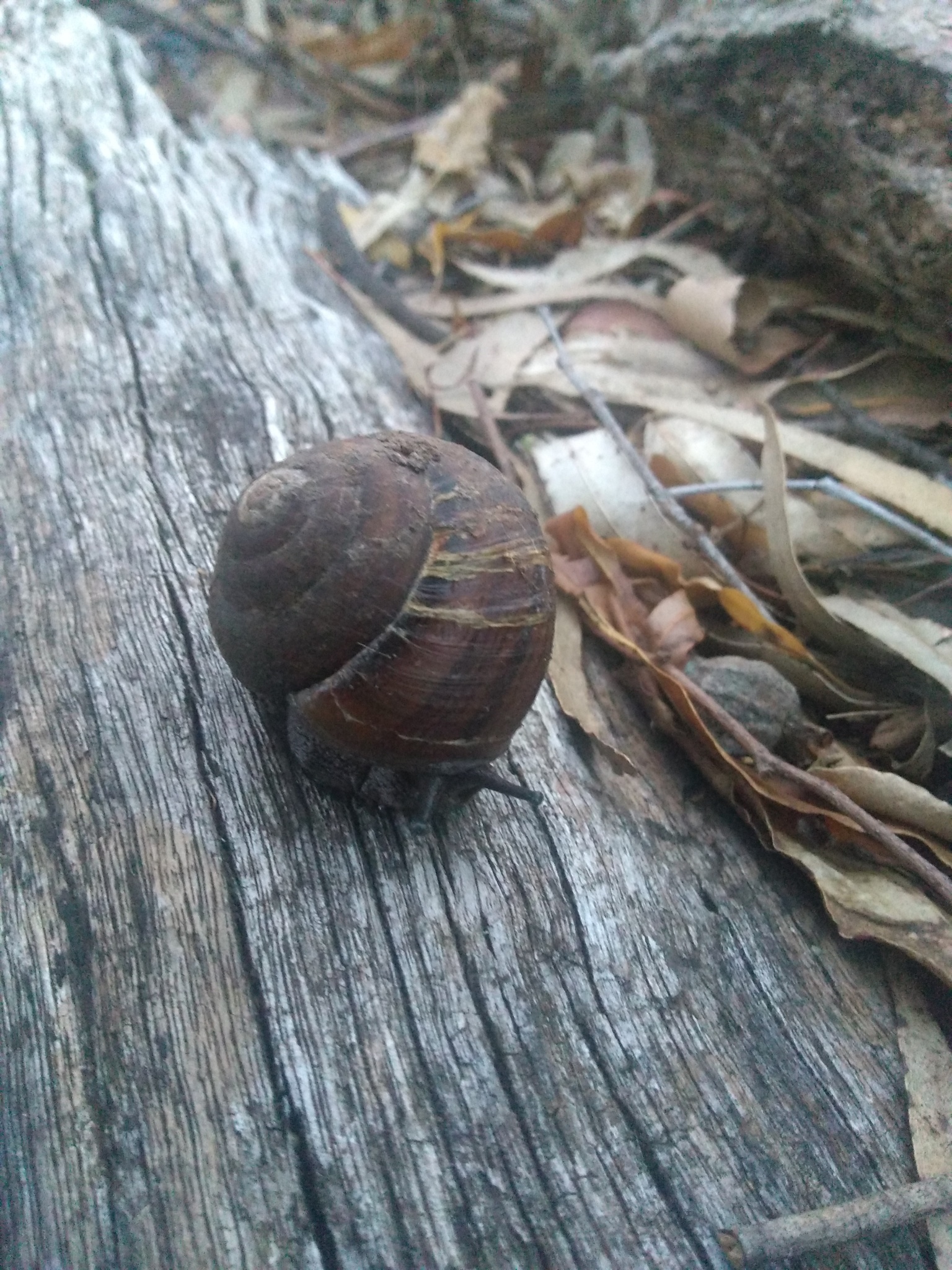 Sphaerospira Mörch, 1867