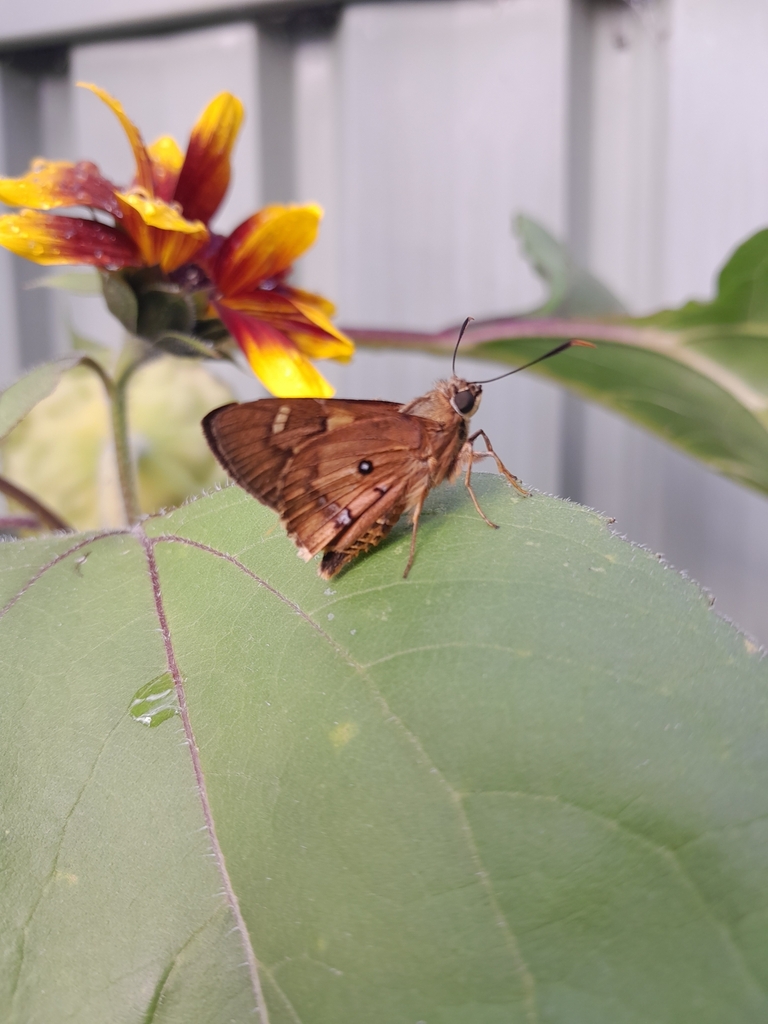 Ochres from Armidale NSW 2350, Australia on February 28, 2023 at 08:33 ...