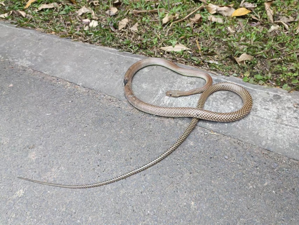 Indo-Chinese Rat Snake in March 2023 by xtbg-eec. 雷钰拍摄 · iNaturalist
