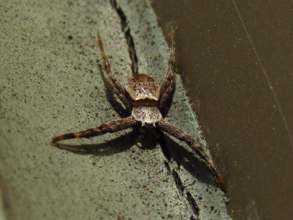 Kogane-gumo Spider from Monobe, Nankoku, Kochi 783-0093, Japan on March ...