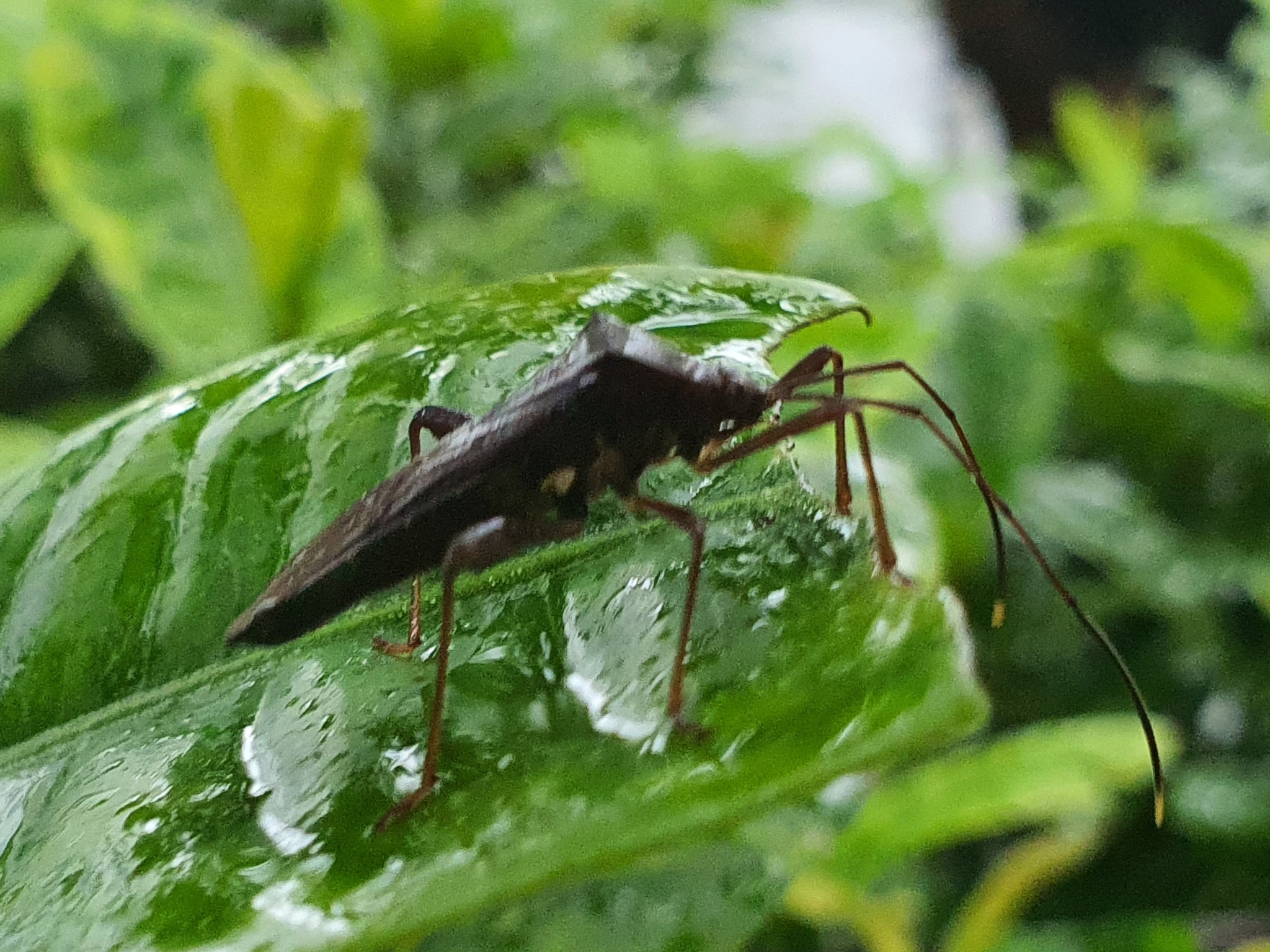 Mictis longicornis Westwood, 1842