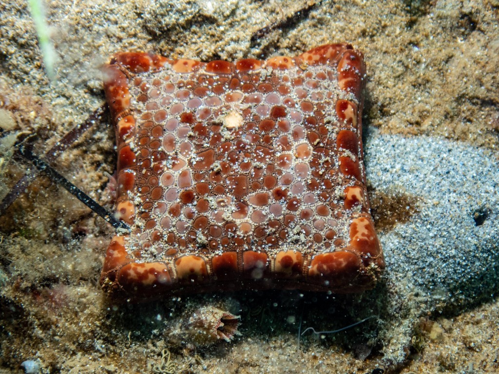 Common Biscuit Star from Blairgowrie VIC 3942, Australia on March 03 ...