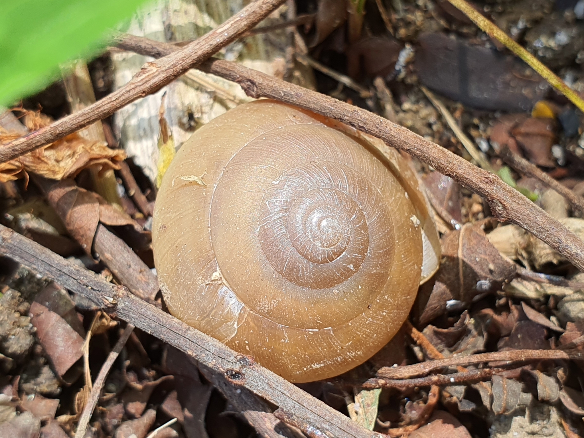 Quantula striata (J.E.Gray, 1834)