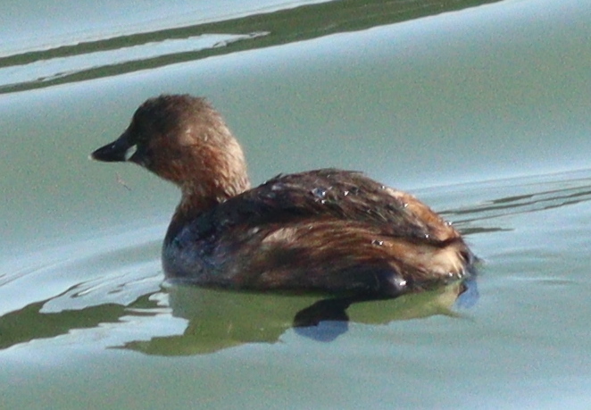 Little Grebe from Honfleur, Francie on March 01, 2023 at 10:27 AM by ...