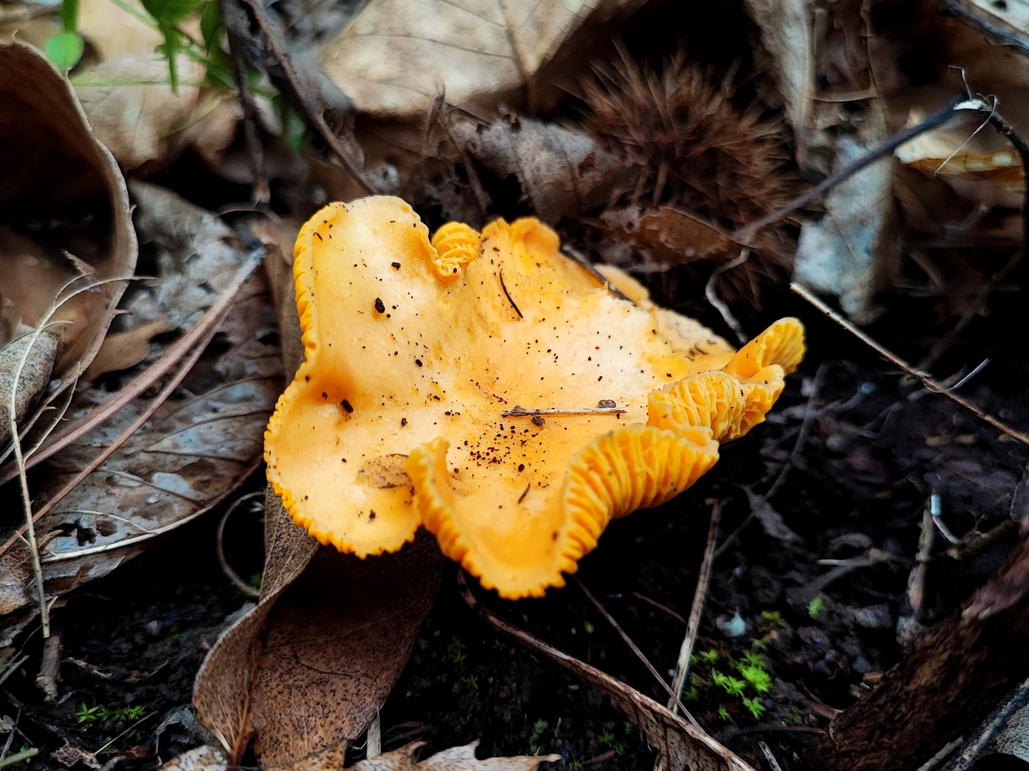 Cantharellus cibarius Fr.