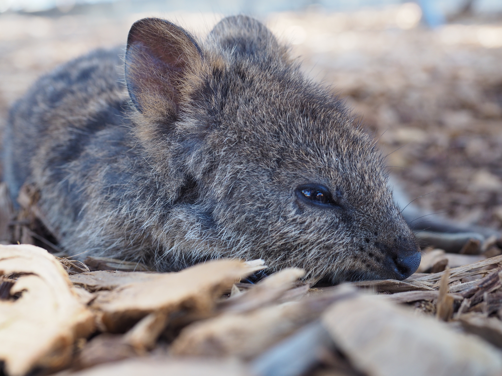 Setonix brachyurus (Quoy & Gaimard, 1830)