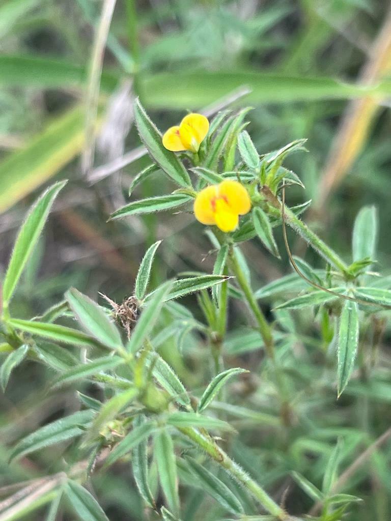 Wild Lucerne from Manzini, Eswatini on February 25, 2023 at 02:10 PM by ...