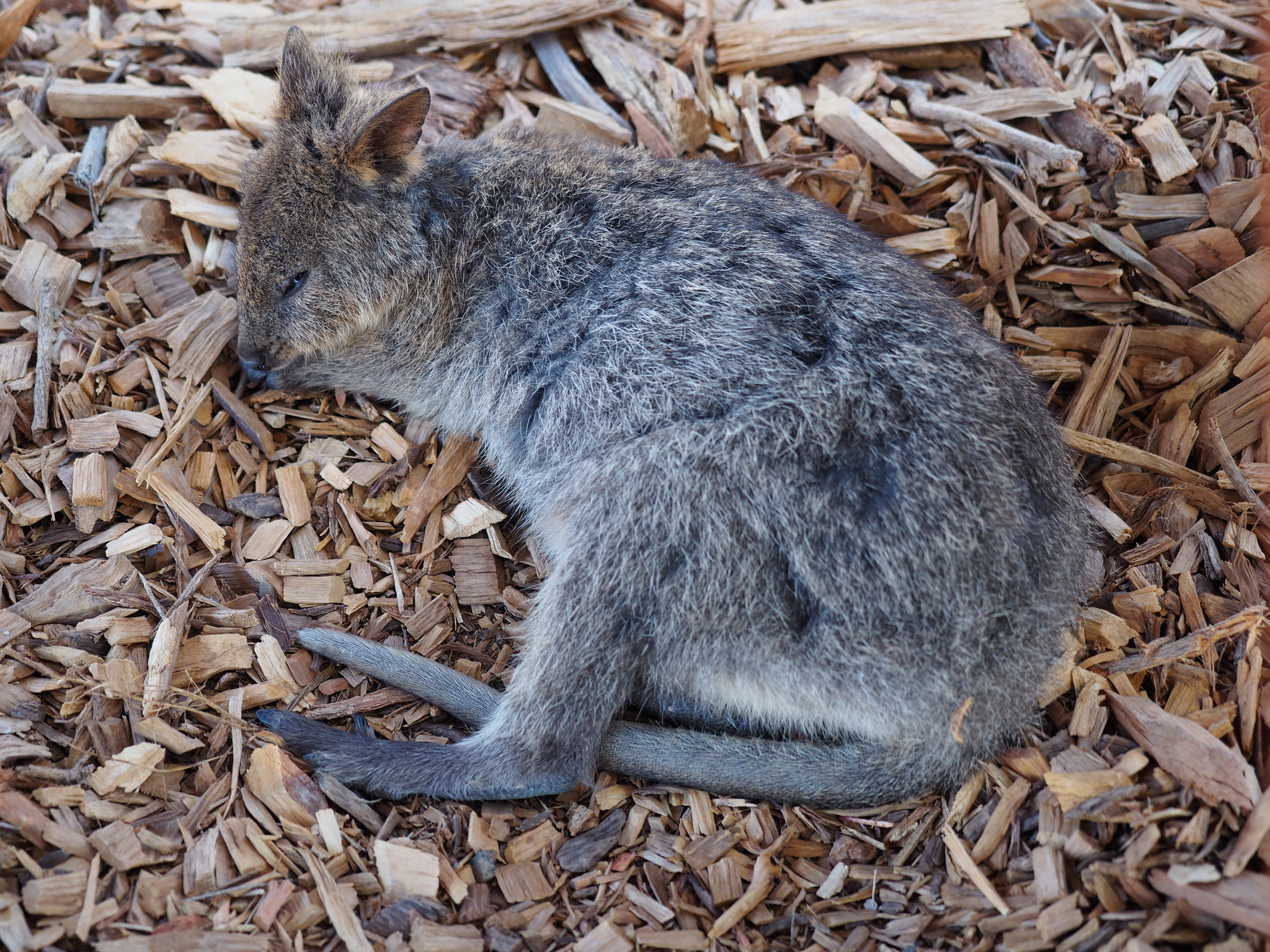 Setonix brachyurus (Quoy & Gaimard, 1830)