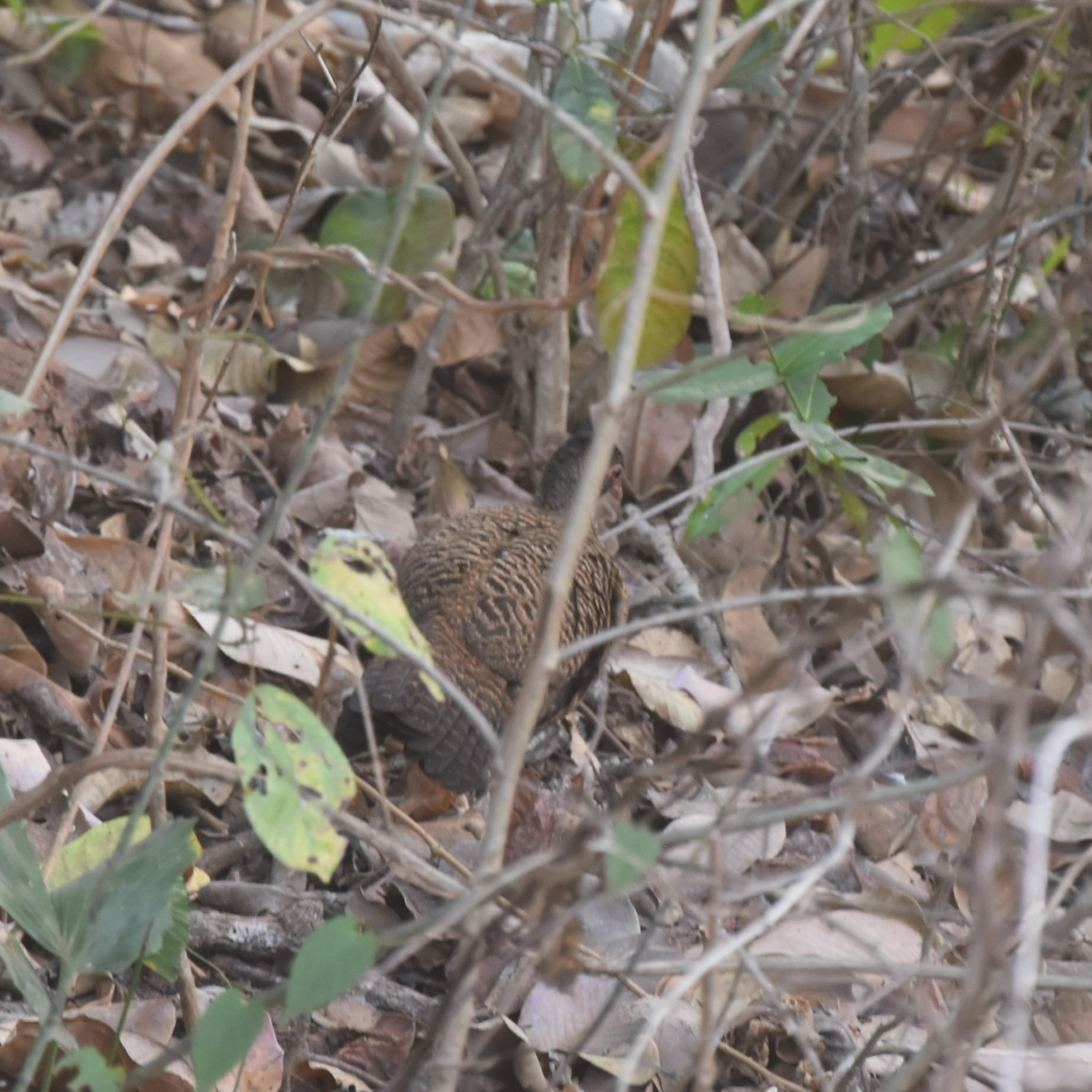 Galloperdix spadicea (Gmelin, 1789)