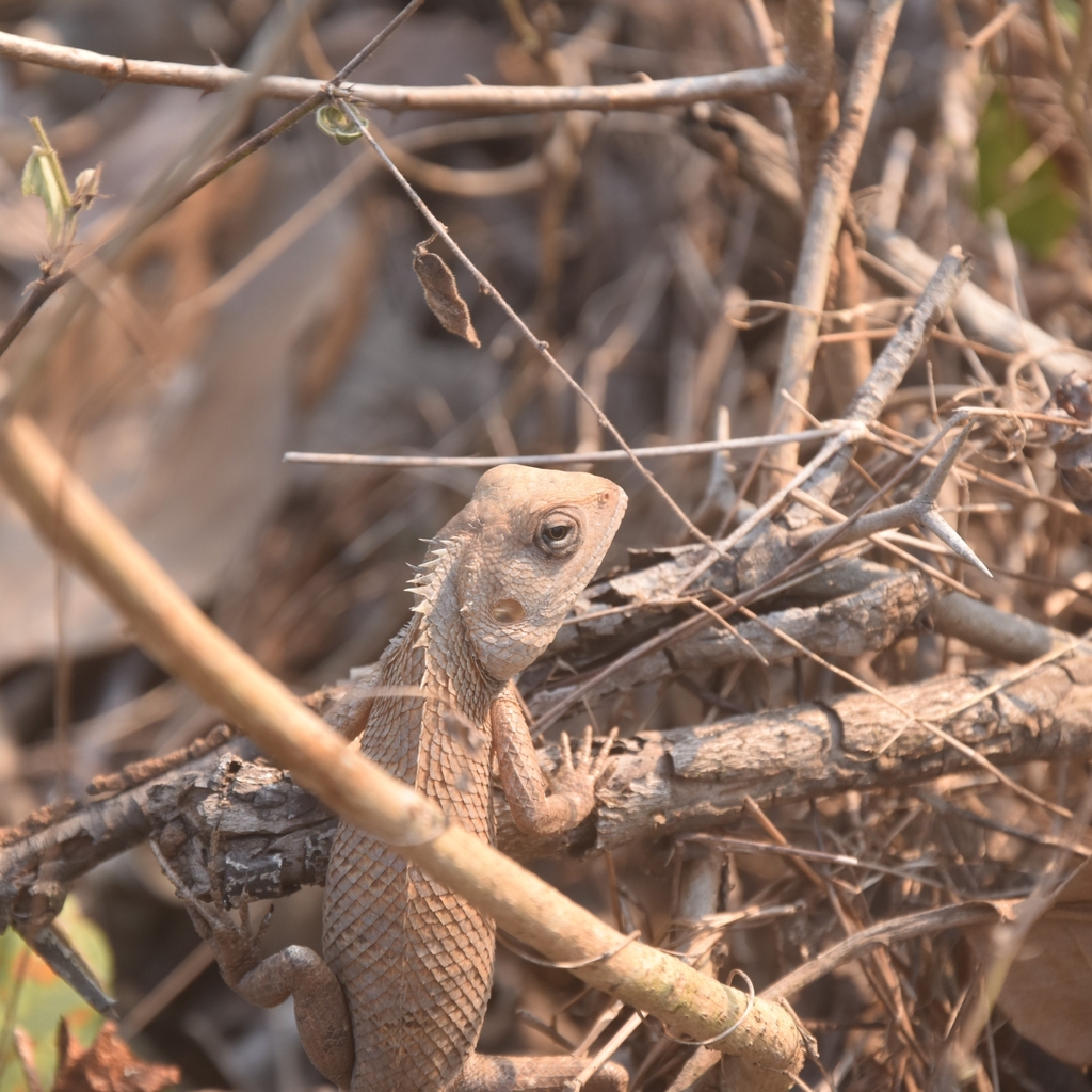 Oriental Garden Lizard from North Goa, IN-GA, IN on February 28, 2023 ...
