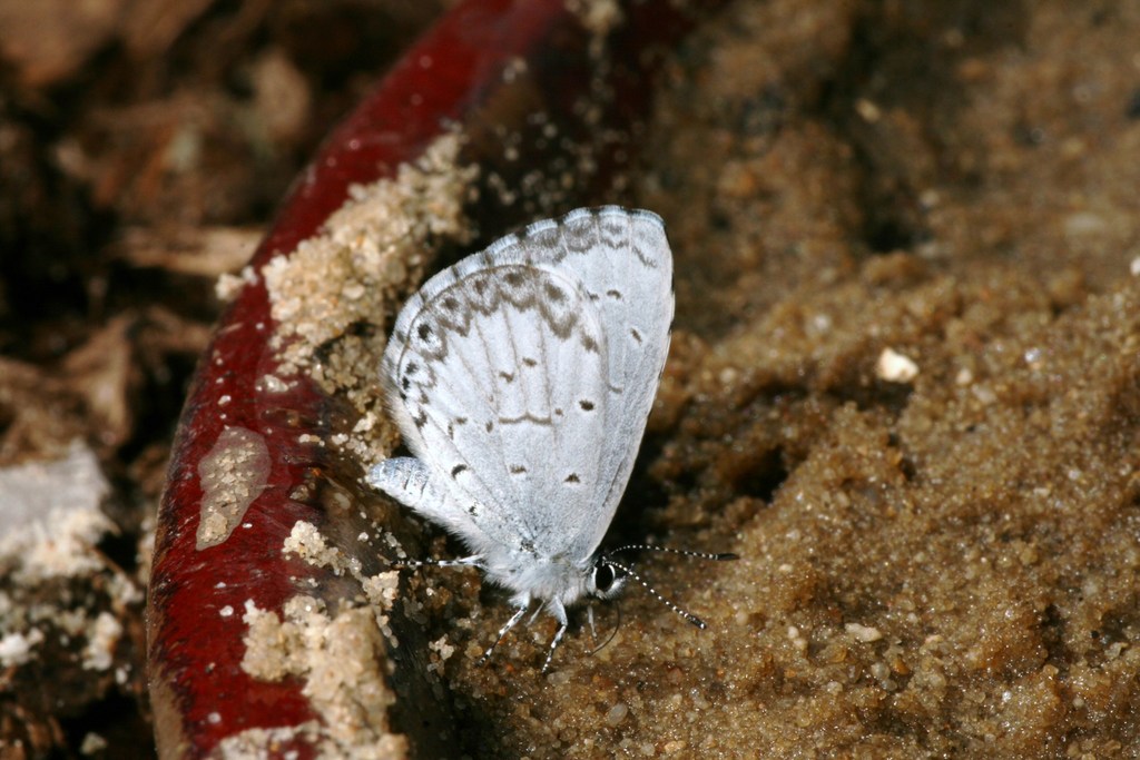 Dusky Azure (Common Moth and Butterflies of Indiana) · iNaturalist