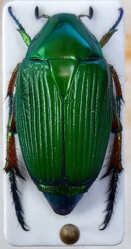 Phaenomeris besckei · iNaturalist