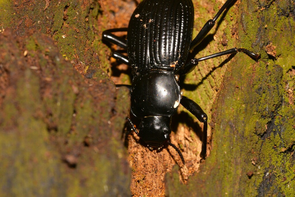 Darkling Beetles from Korora NSW 2450, Australia on January 14, 2023 at ...