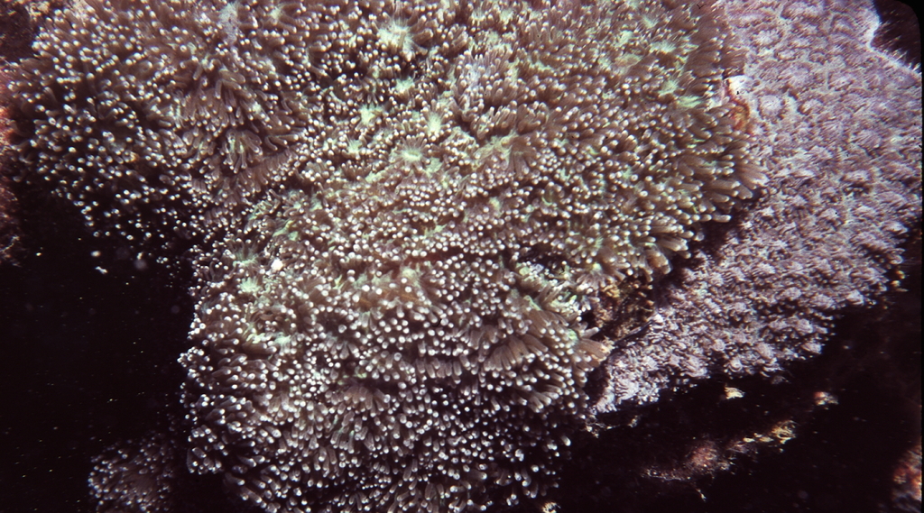 Hydnophora exesa in January 2000 by tomas_cedhagen. These corals were ...