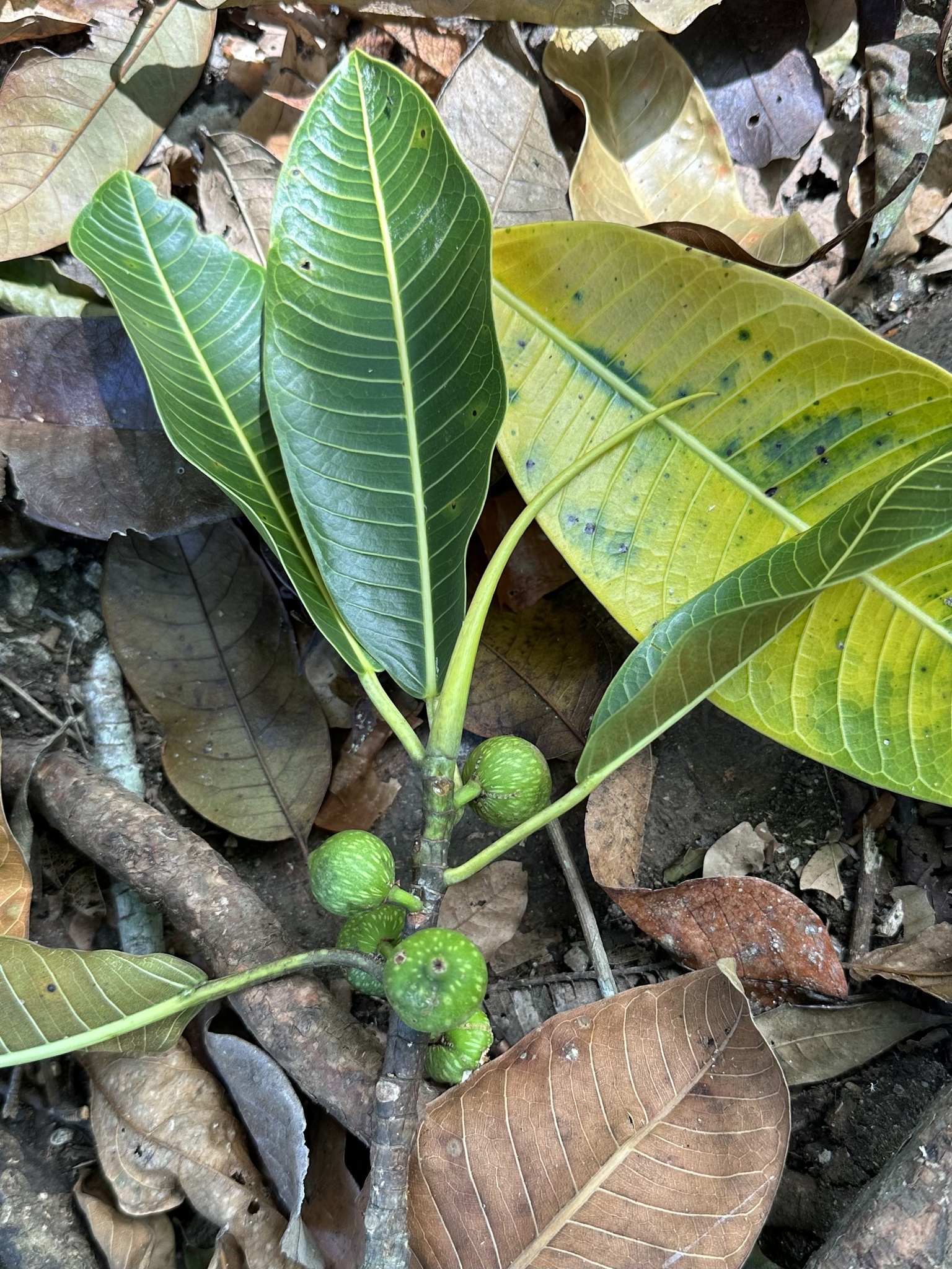 Ficus insipida Willd.