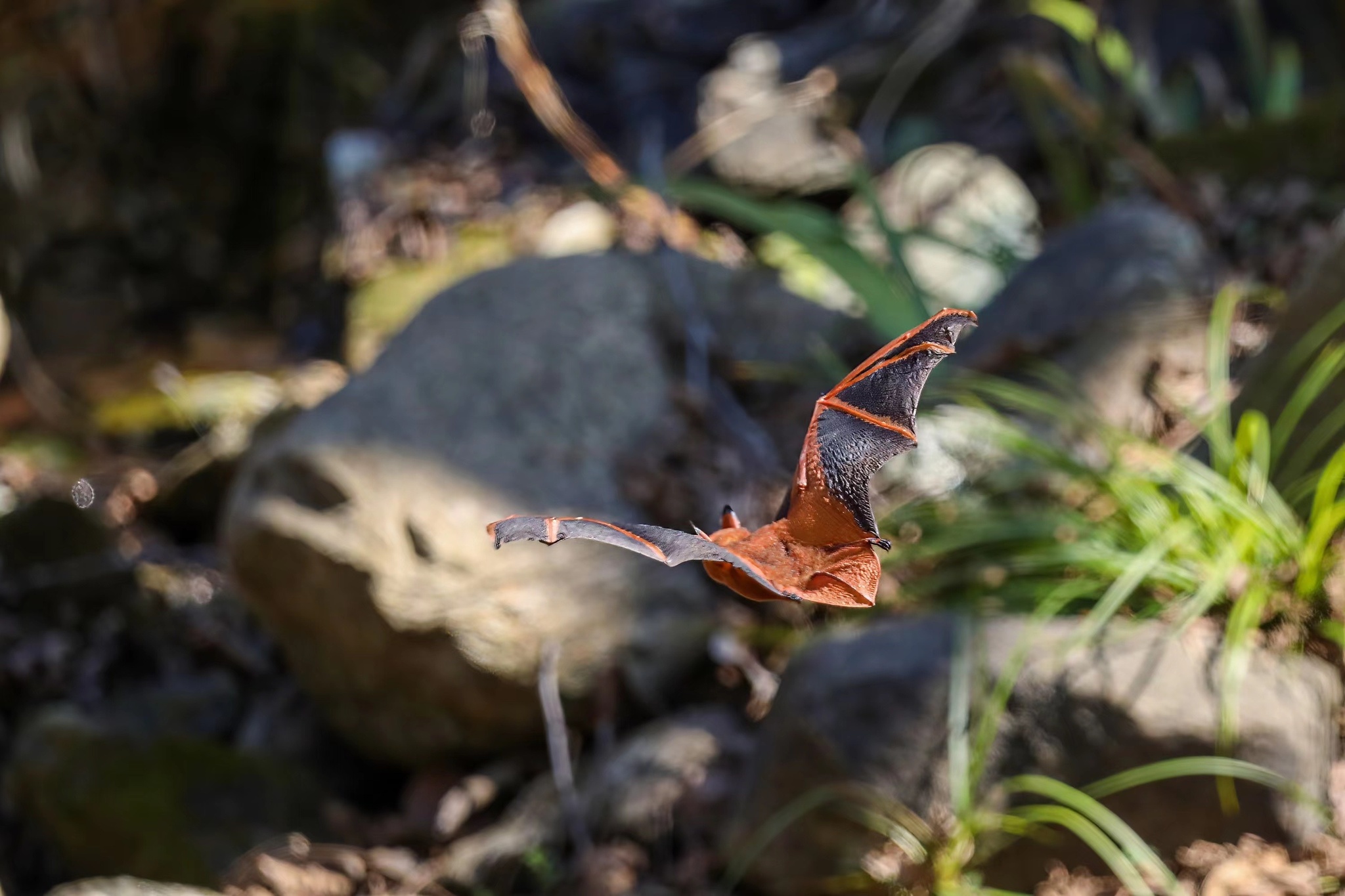 Myotis rufoniger (Tomes, 1858)