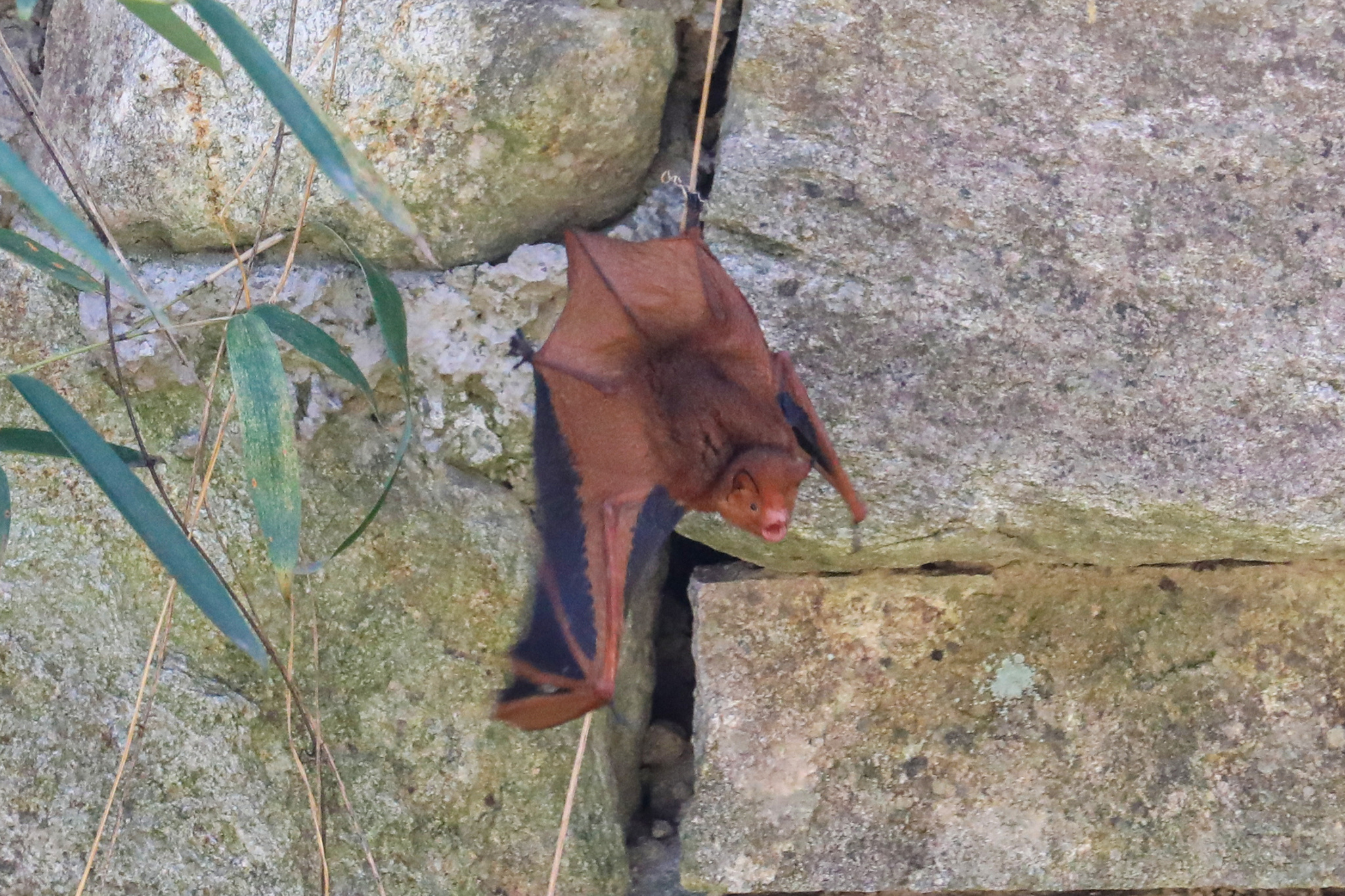 Myotis rufoniger (Tomes, 1858)
