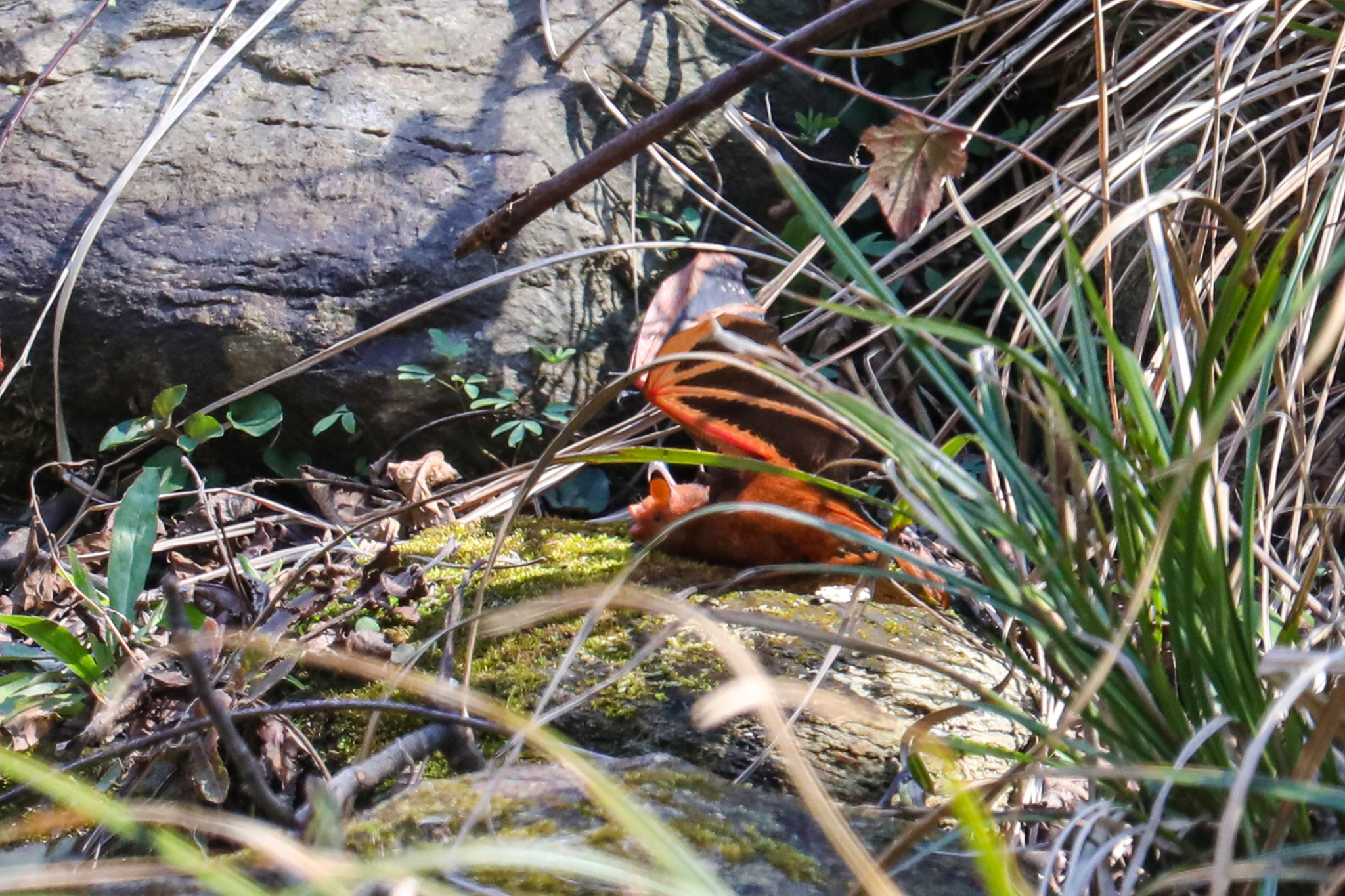Myotis rufoniger (Tomes, 1858)