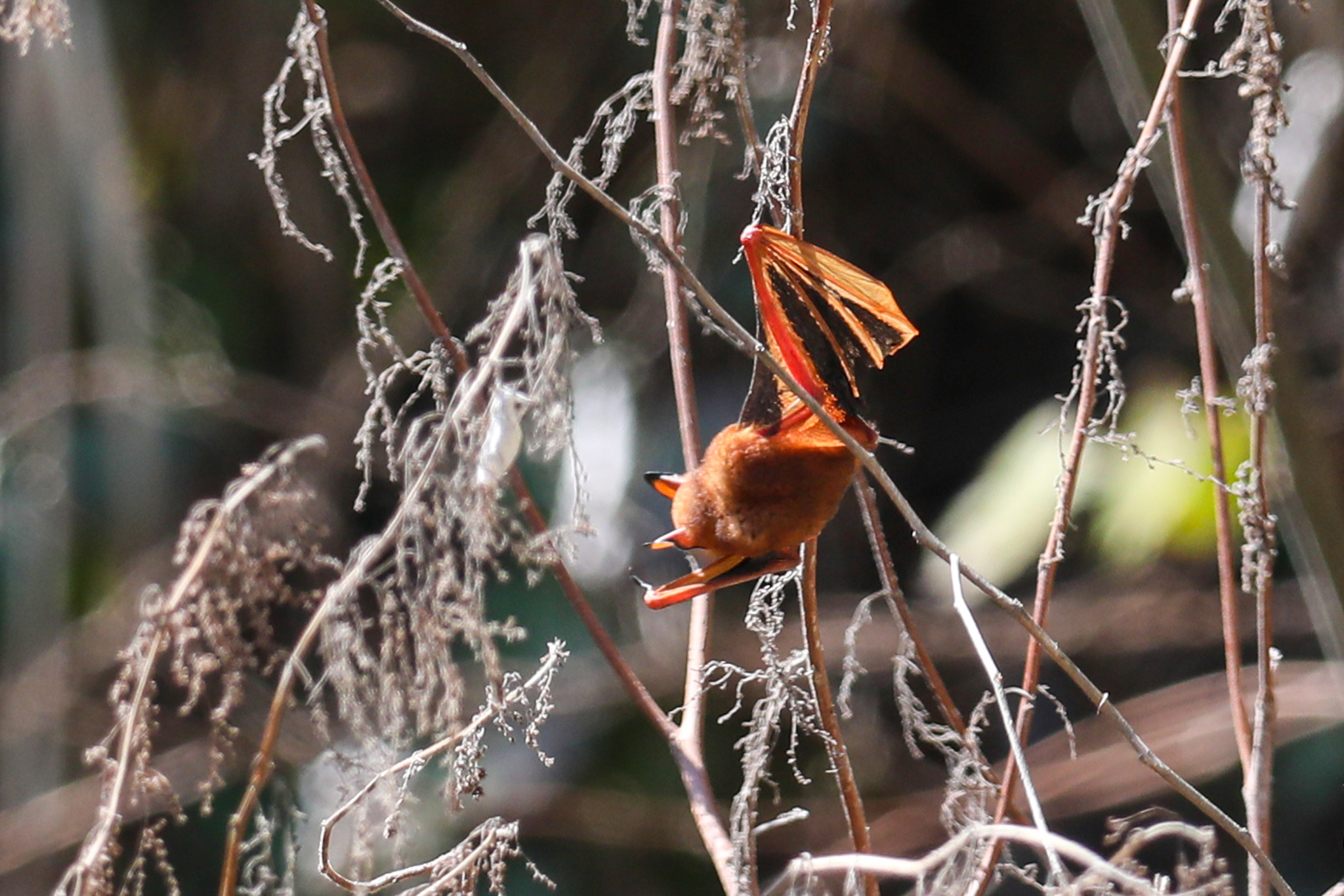 Myotis rufoniger (Tomes, 1858)