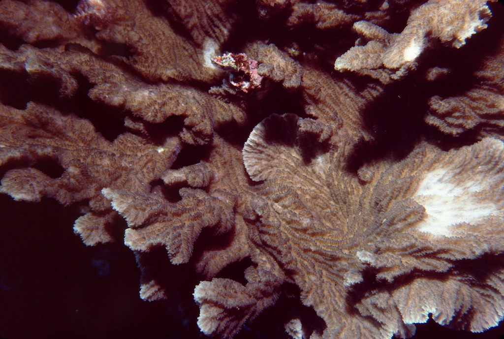 Merulina scabricula from Mu Ko Similan Thailand on January 1, 2000 by ...