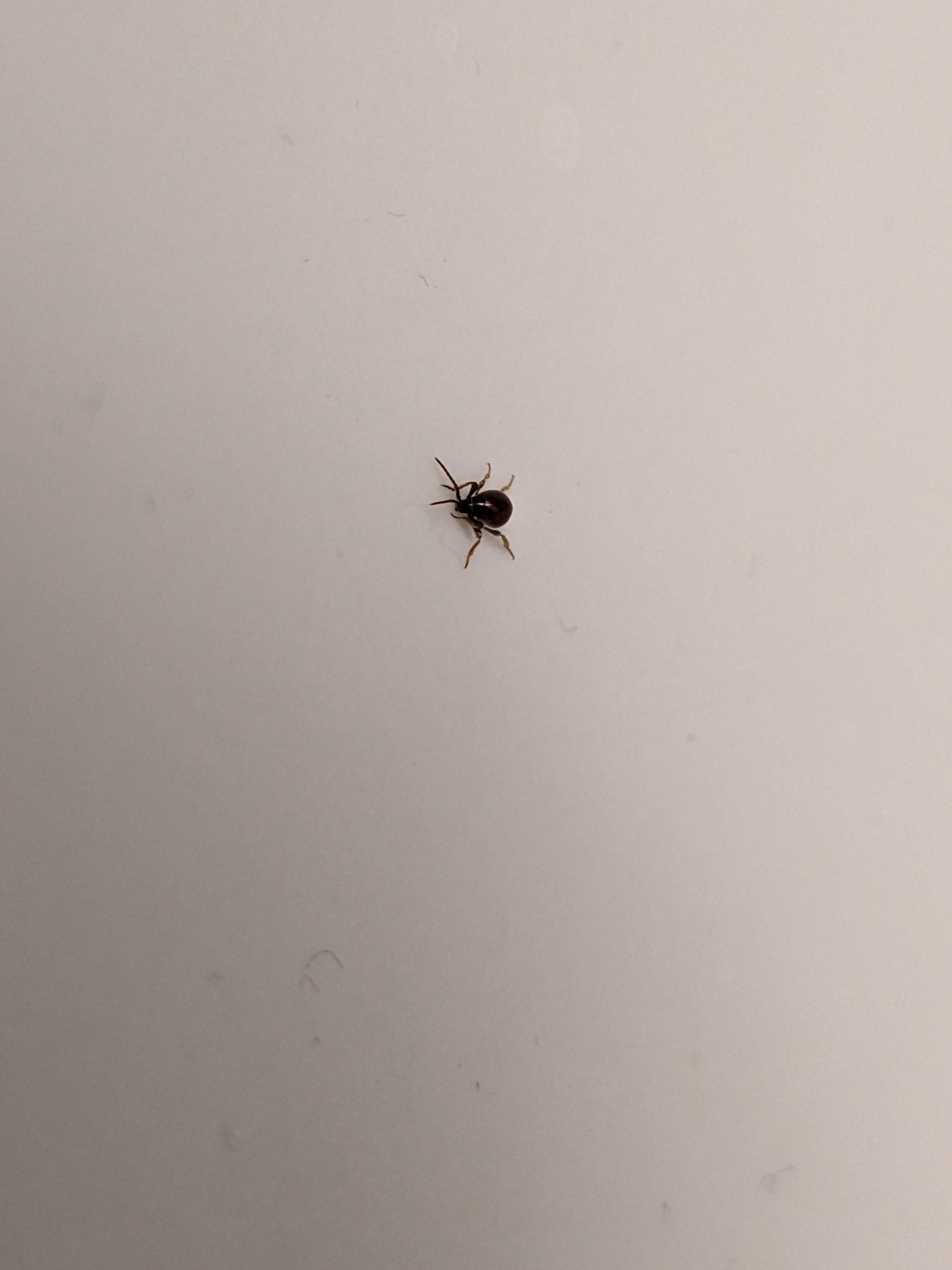 Gibbium aequinoctiale Boieldieu, 1854