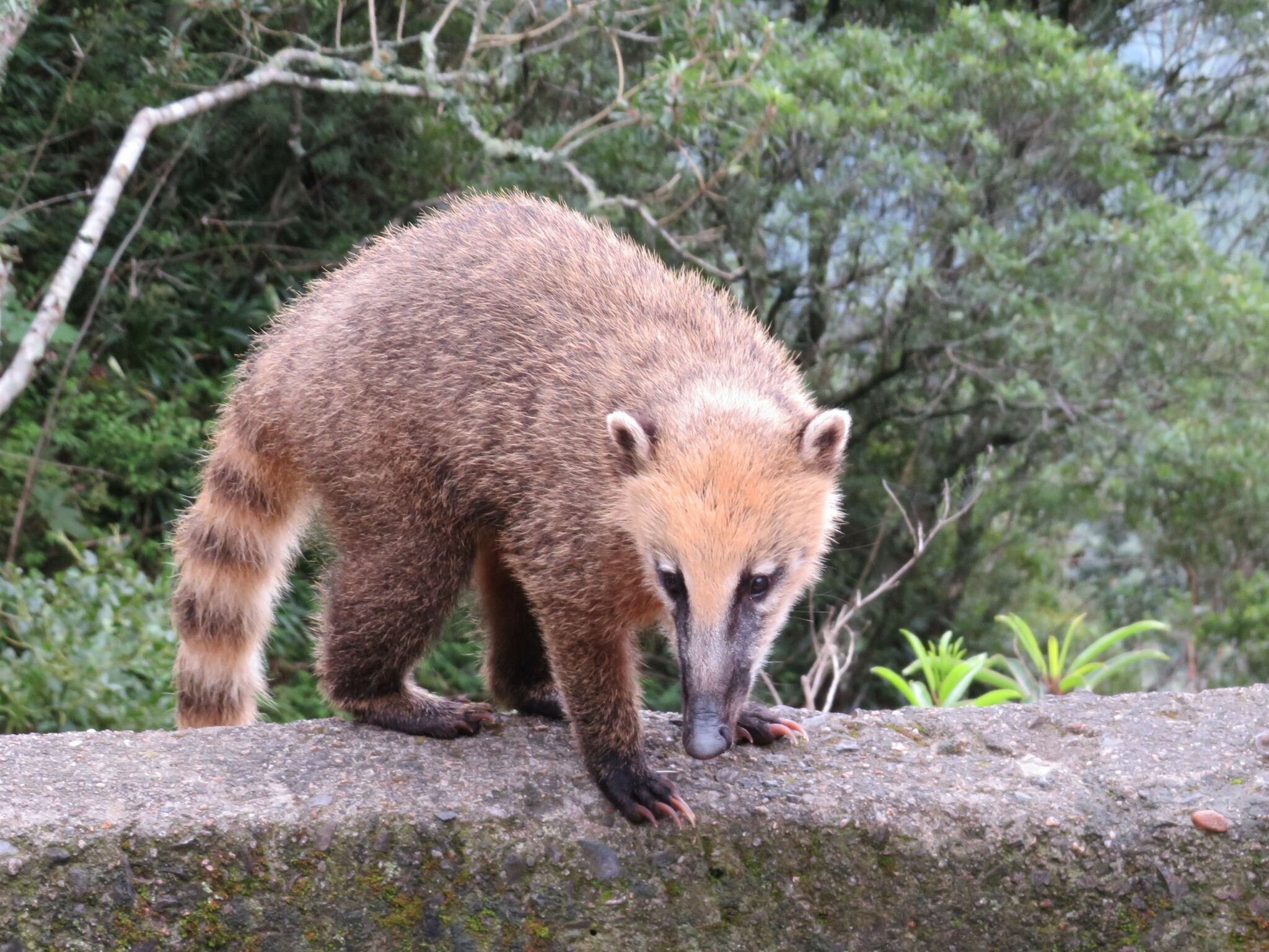 Nasua nasua (Linnaeus, 1766)