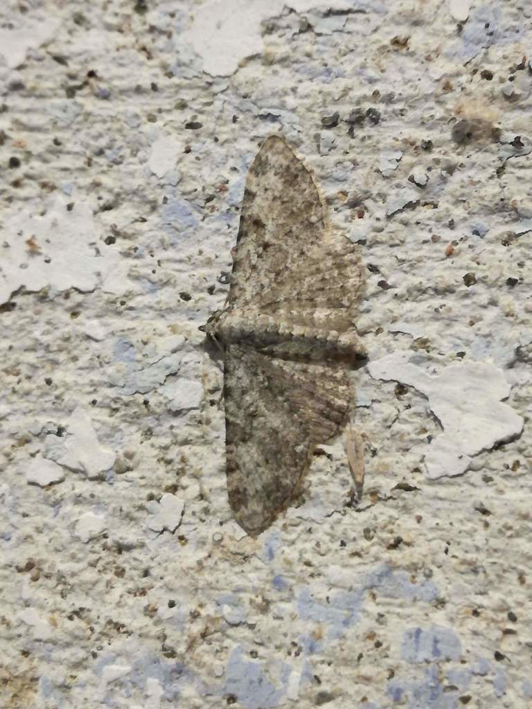 Eupithecia semigraphata (Invertebrados del Parque Natural de Collserola ...