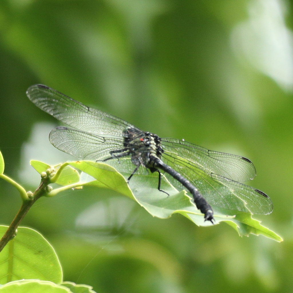 Clubtails in June 2022 by nao-kun · iNaturalist