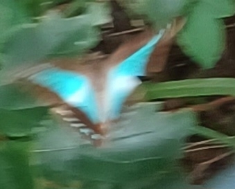 Blue Triangle Butterfly from The Gap QLD 4061, Australia on March 03 ...