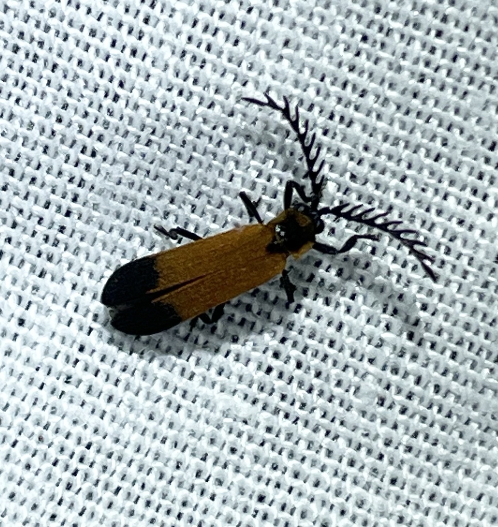 Cladophorus cinctus from Kingsholme, QLD, AU on March 3, 2023 at 09:57 ...